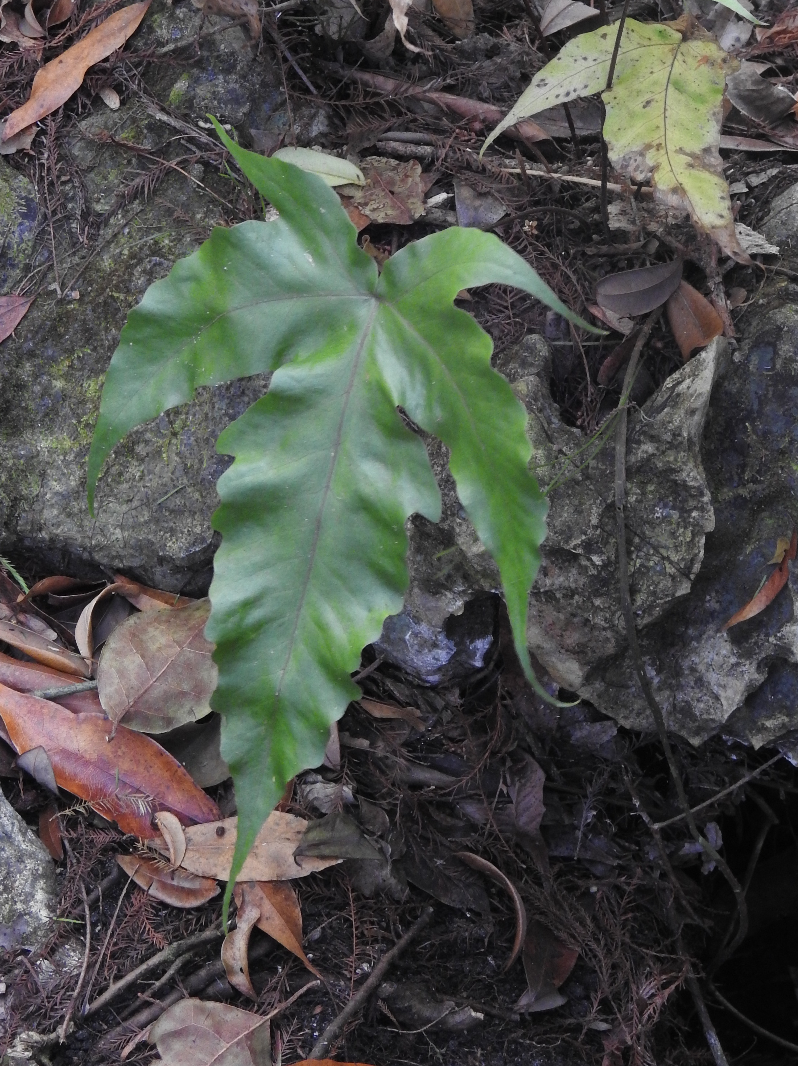 The Subtropics – Nomadic Naturalists